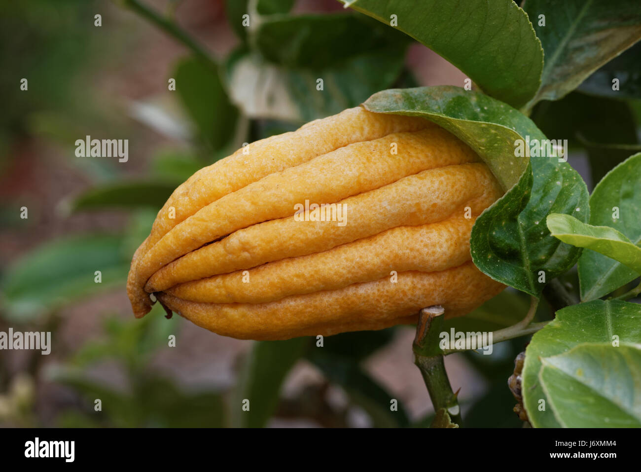 Citron plant citrus medica hi-res stock photography and images - Alamy