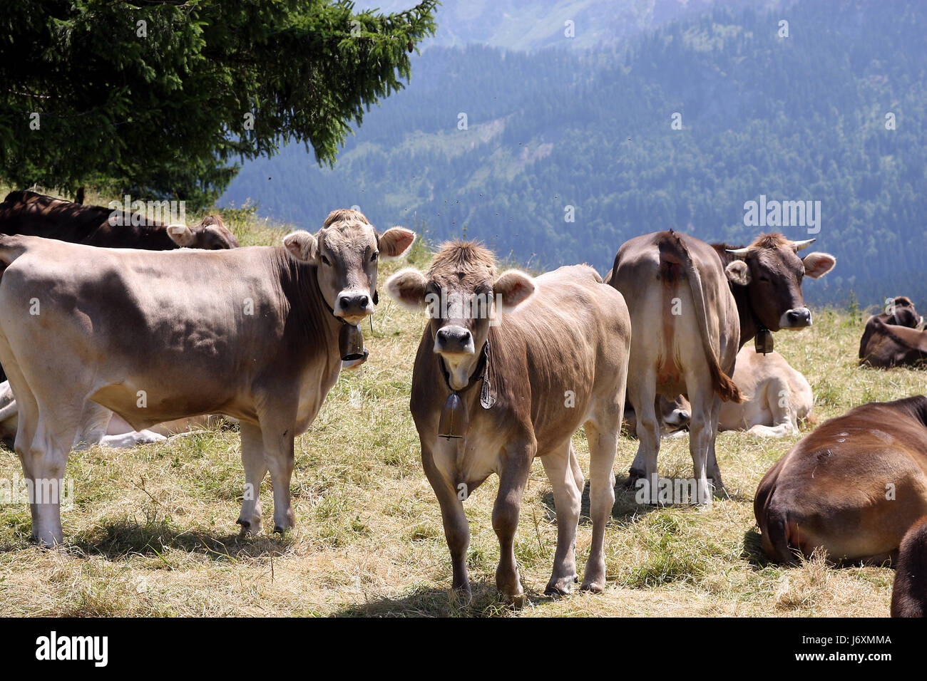 mountains agriculture farming alp cow bovine bullock mountain mountains ...