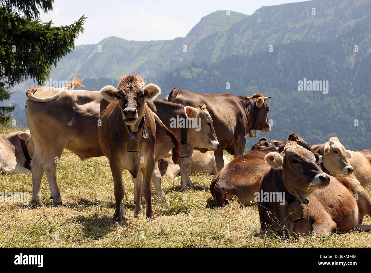 on the alm Stock Photo - Alamy