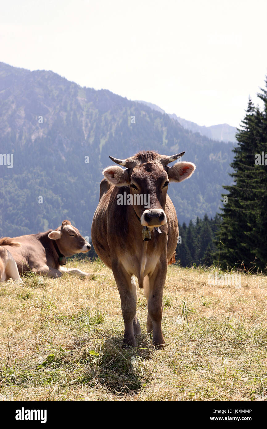 on the alm Stock Photo - Alamy