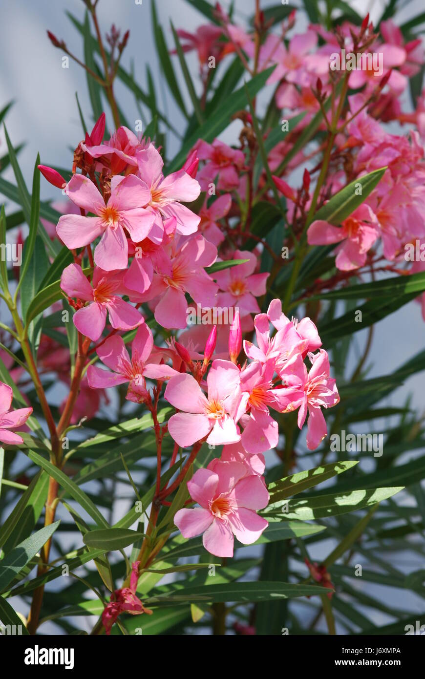 Oleanderpflanze hi-res stock photography and images - Alamy