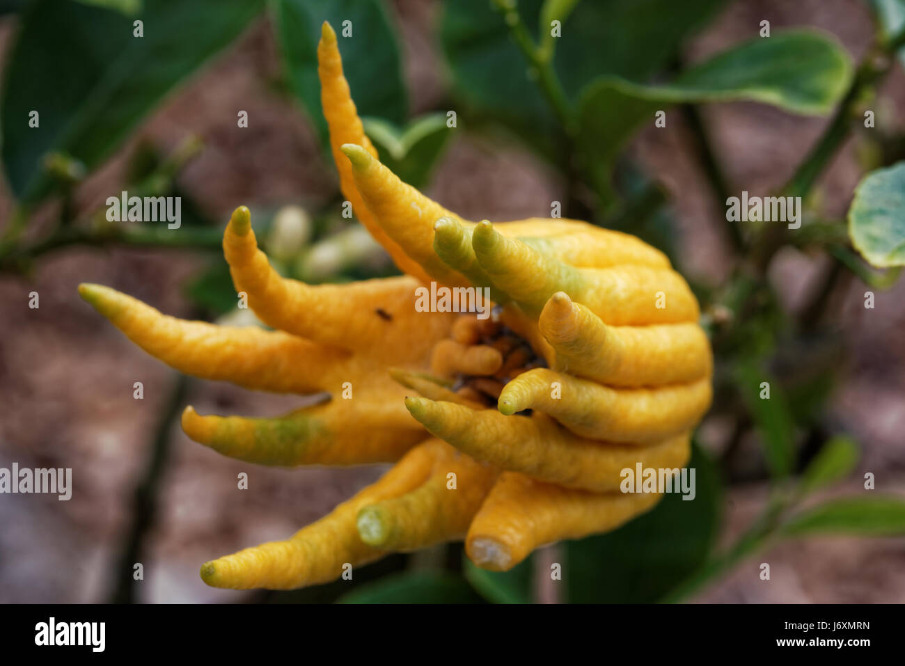 Citron plant citrus medica hi-res stock photography and images - Alamy