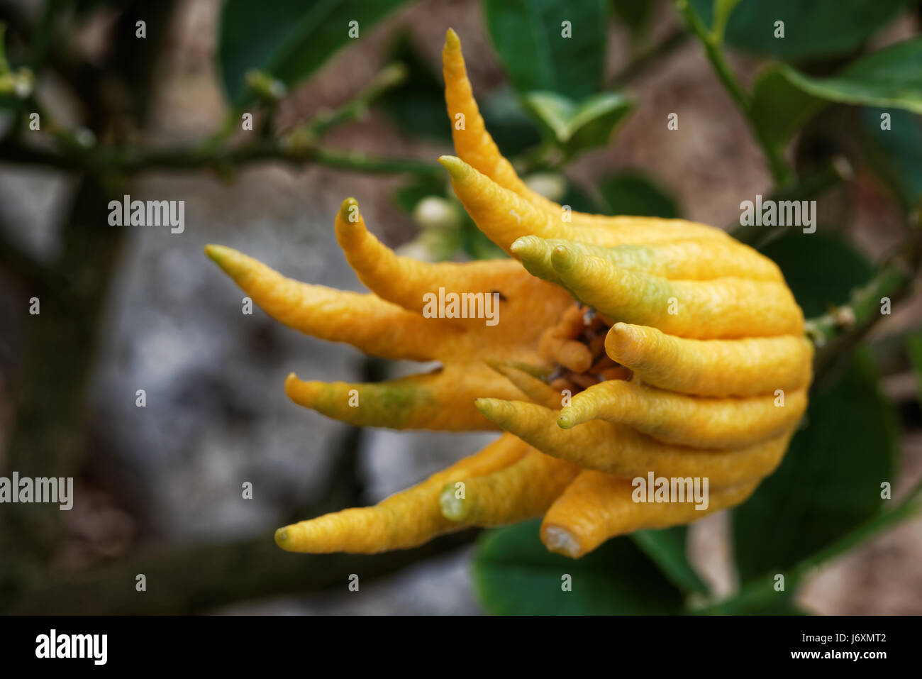 Citrus medica var. sarcodactylis, or the fingered citron, is an ...