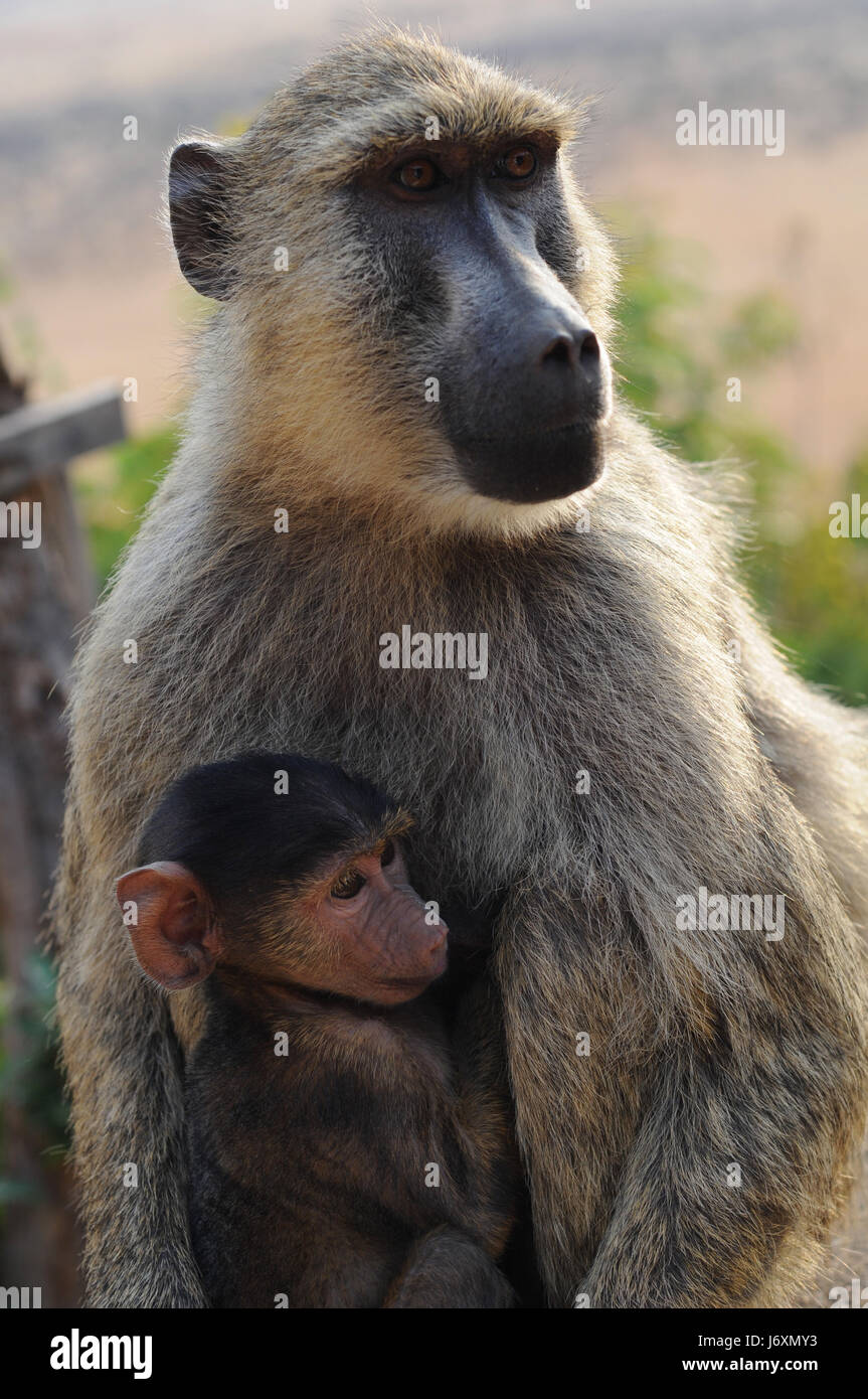 monkey mother with baby Stock Photo - Alamy