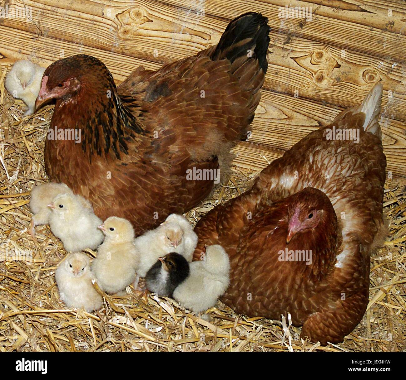 Biohhner hi-res stock photography and images - Alamy