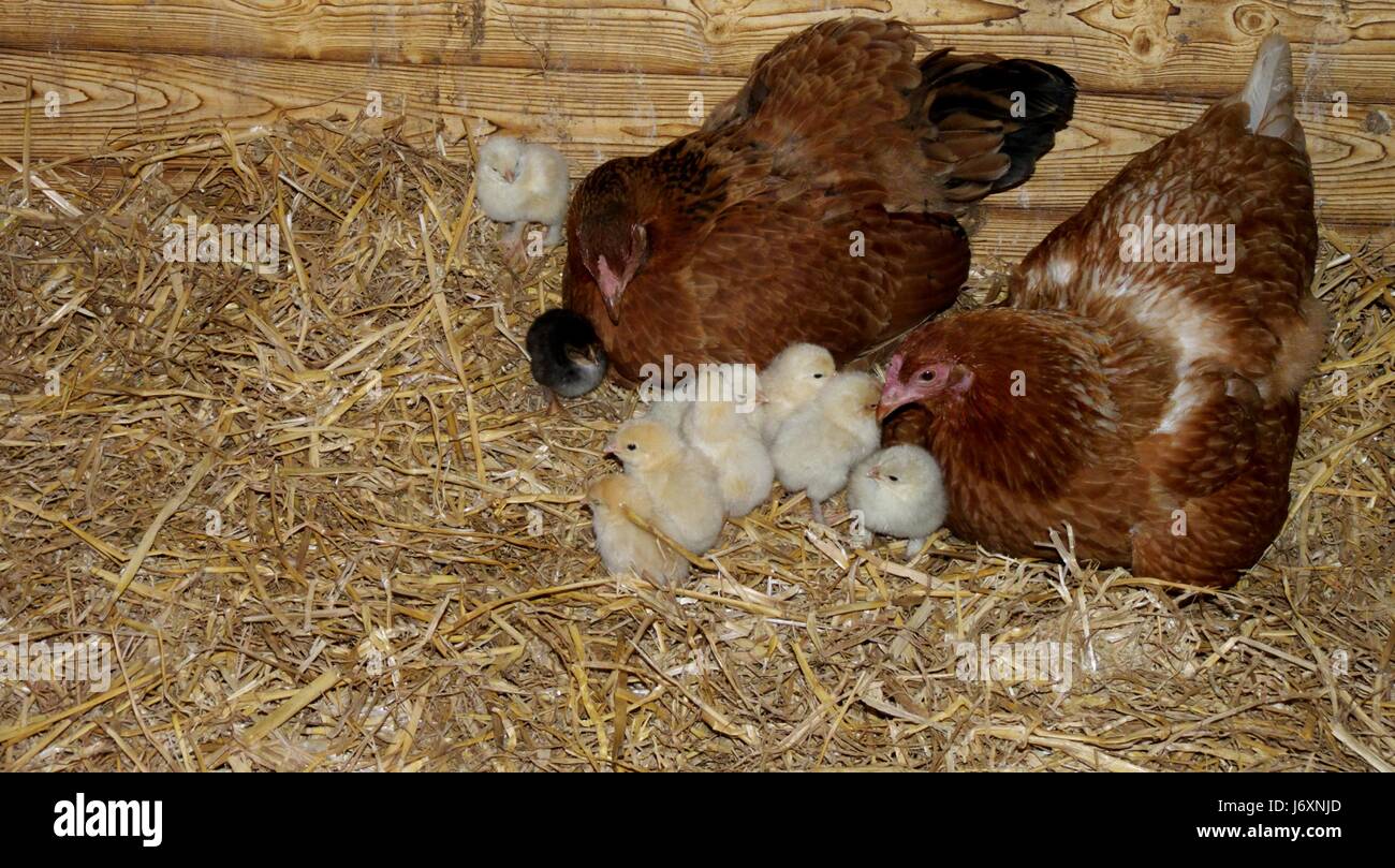 breeding farm chick sitting hen chickens hens brown brownish brunette ...