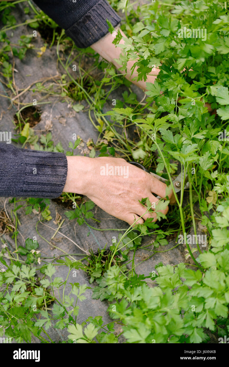 Farmer harvesting cutting organic parsley hi-res stock photography and ...