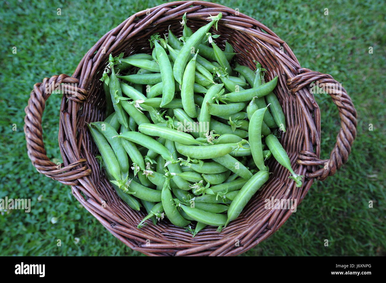 food aliment object vegetable topview peas sugar peas harvest eco ...