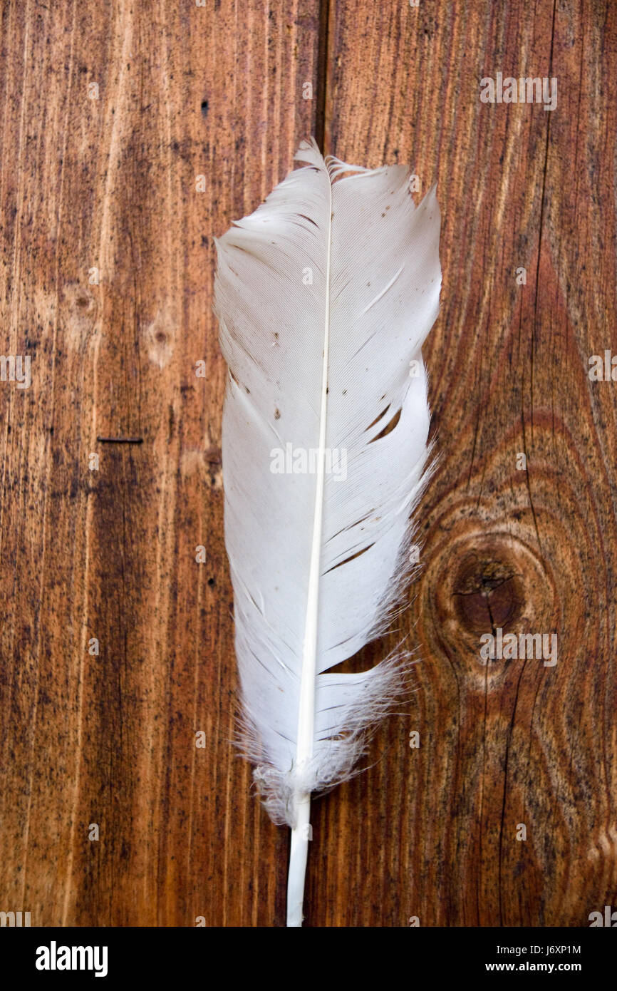 white spring before wooden wall Stock Photo - Alamy