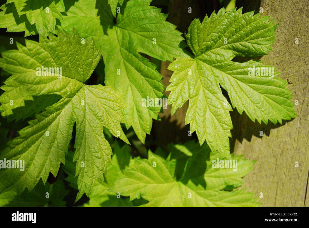 leaf wine wall spring bouncing bounces hop skipping frisks jumping jump ...