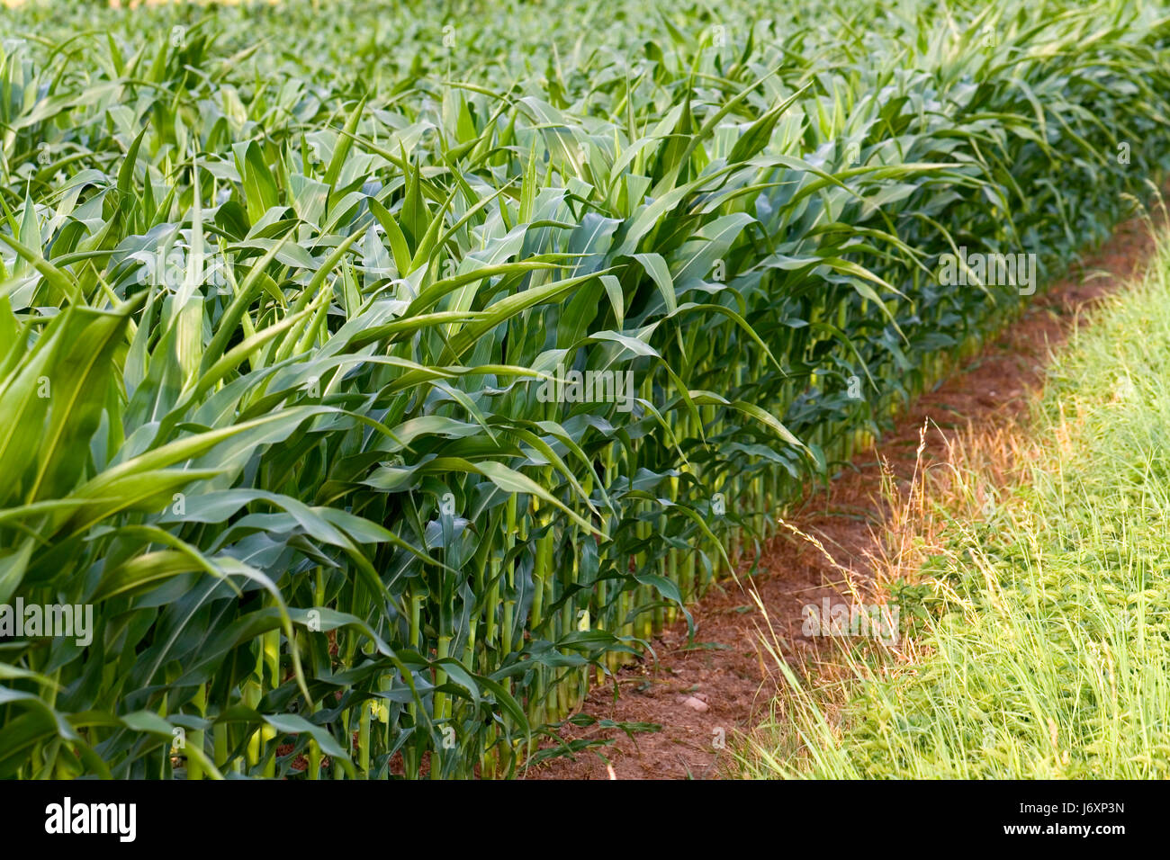 agrarian agriculture farming yard acre corn farm cornfield courtyard ...