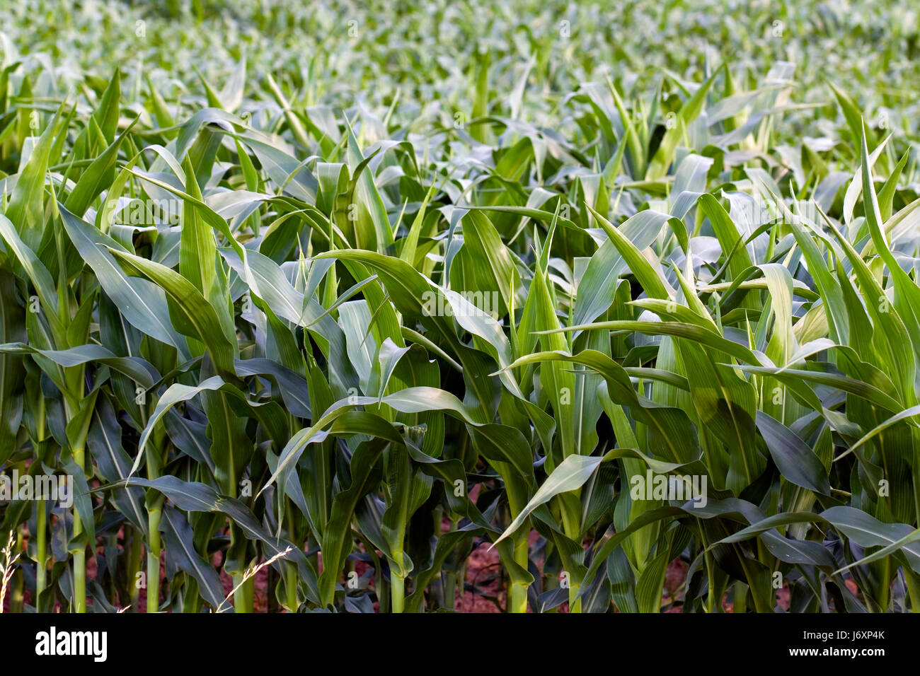agrarian agriculture farming yard acre corn farm cornfield courtyard ...