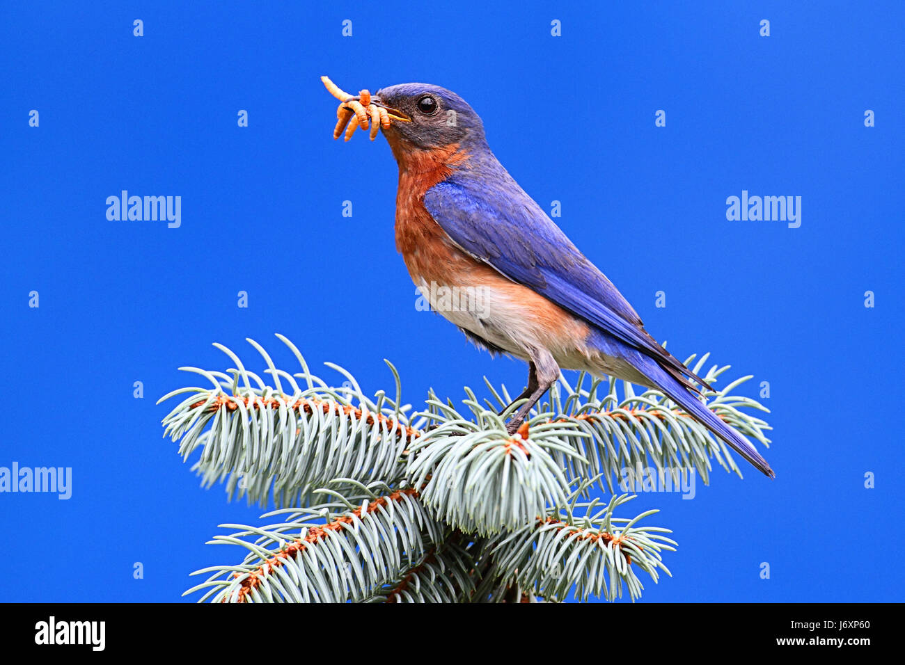 blue tree bird wild wildlife eastern nature blue animal insect bird ...