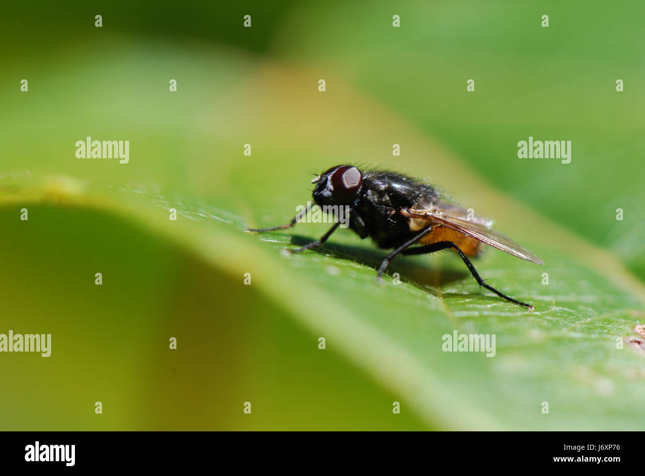 insect fly originator starting point insect fly landing place ...