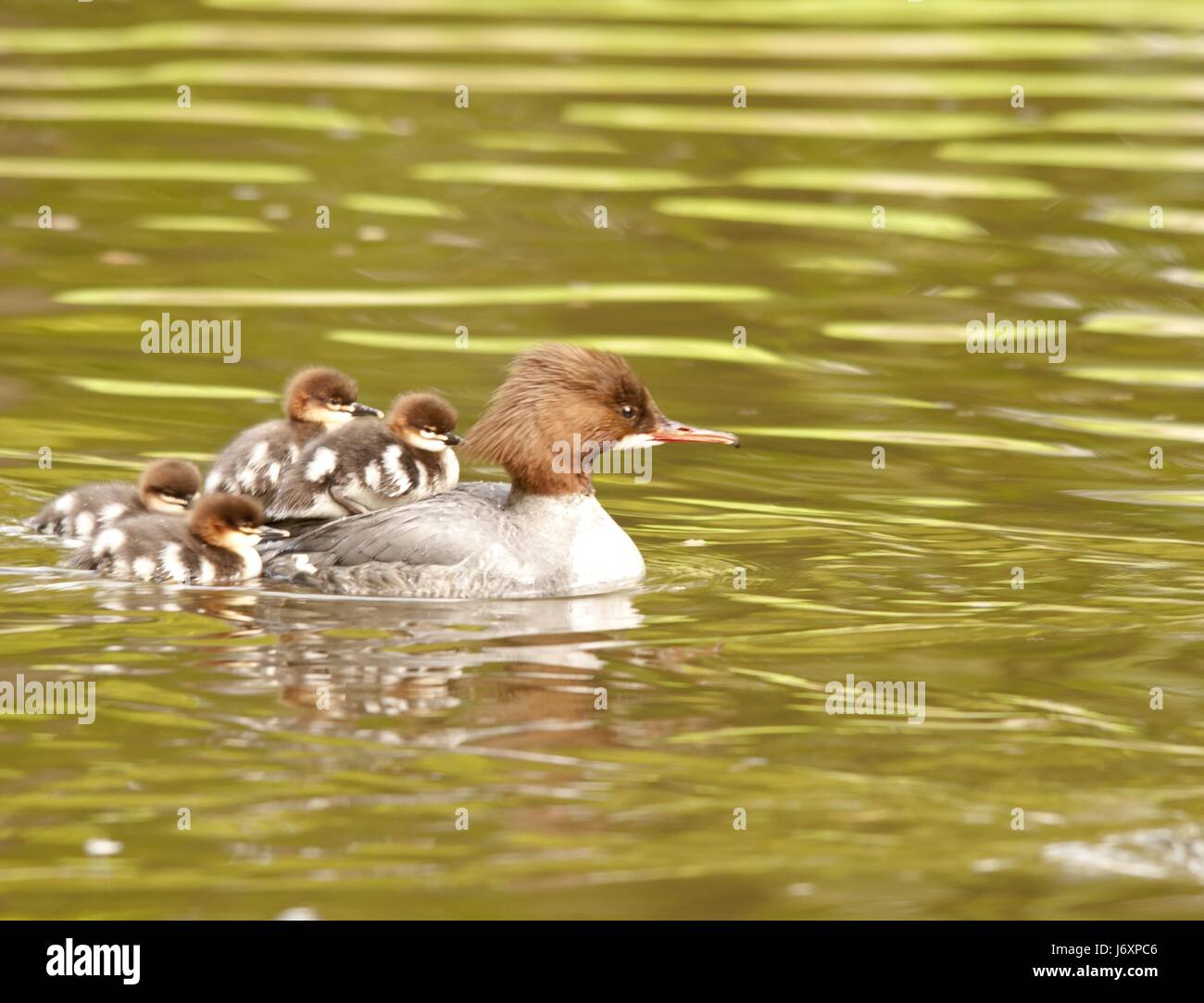 goosander chicks piggyback Stock Photo - Alamy