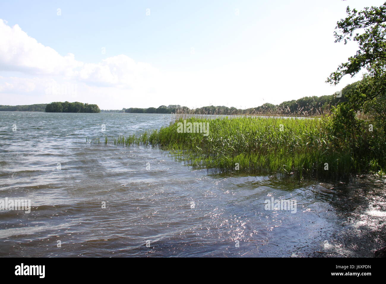 reed landscape on a lake Stock Photo - Alamy