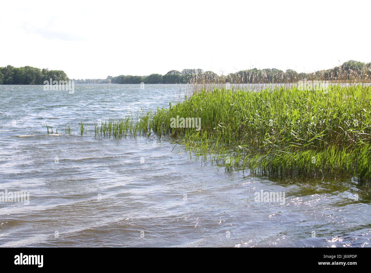 reed landscape on a lake Stock Photo - Alamy