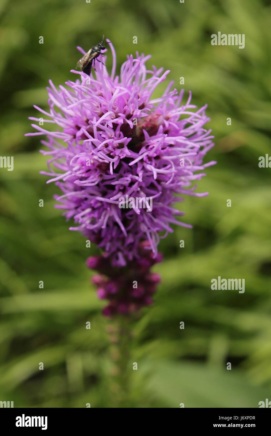 flower color play Stock Photo - Alamy