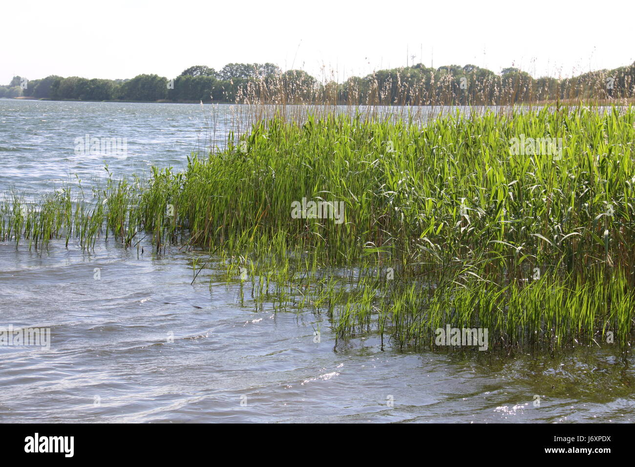 reed landscape on a lake Stock Photo - Alamy
