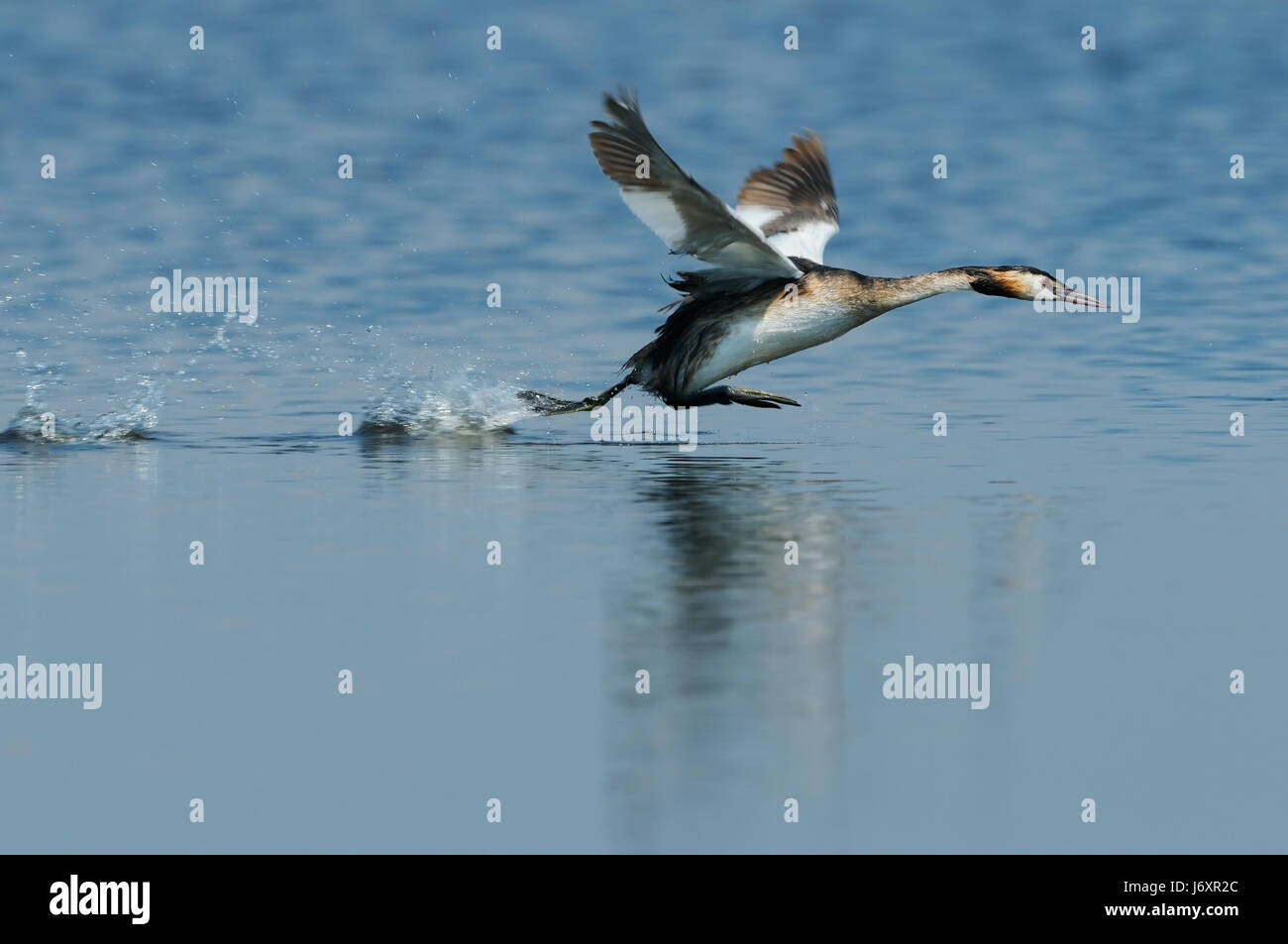 great crested grebe in flight Stock Photo - Alamy