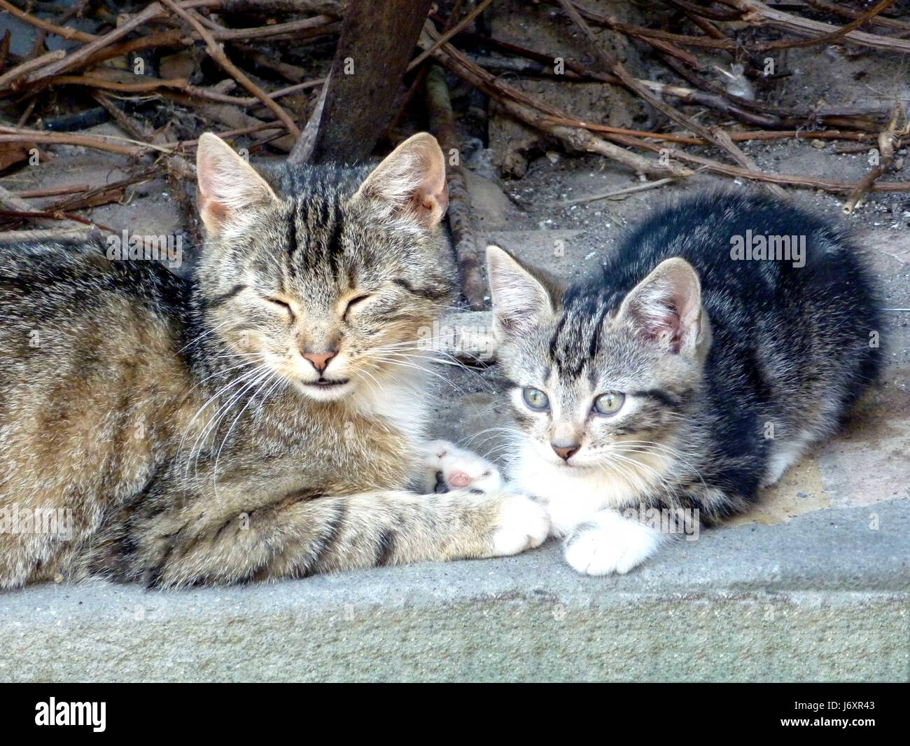 pet pussycat cat domestic cat animal pet mammal quadruped creature ...