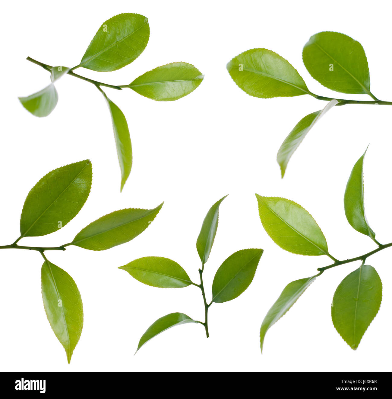 Horizontal plant flower camelia Cut Out Stock Images & Pictures - Alamy