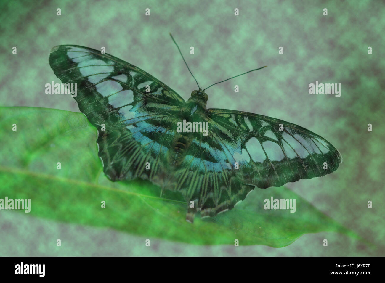 blue insect butterfly bluer flies animal insects green fauna animals ...