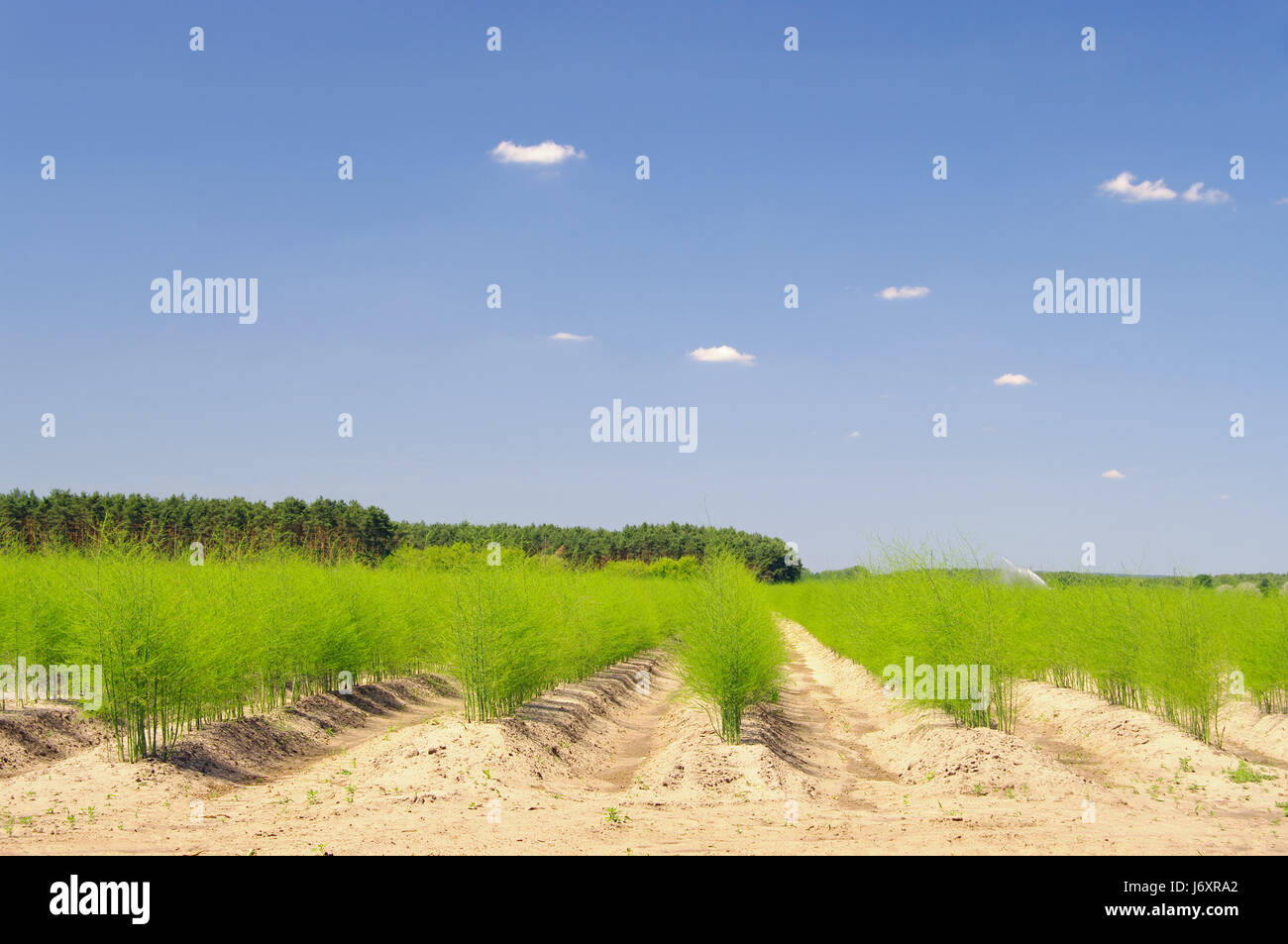 asparagus field - asparagus field 25 Stock Photo - Alamy