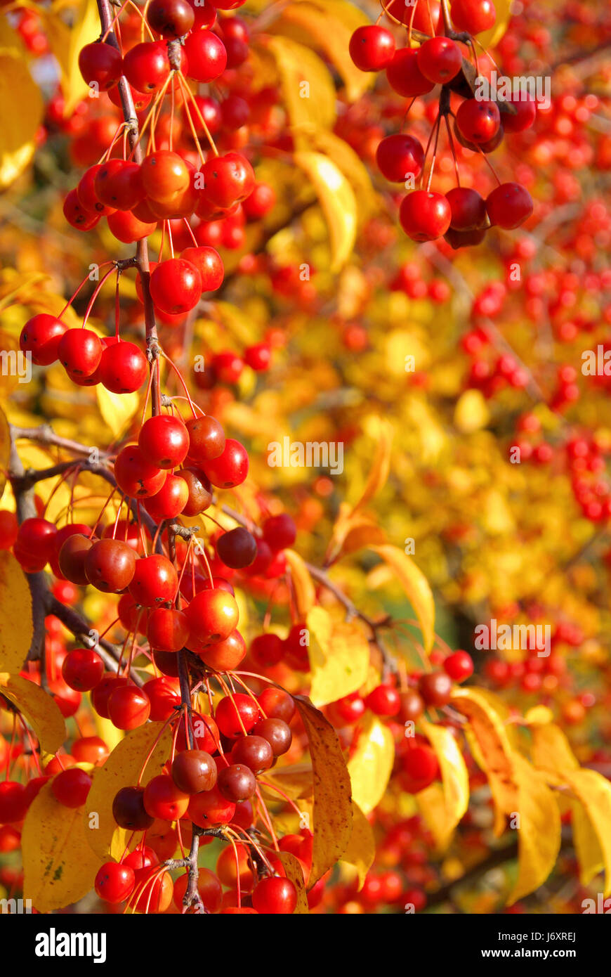 tree coloured colourful gorgeous multifarious richly coloured branch ...