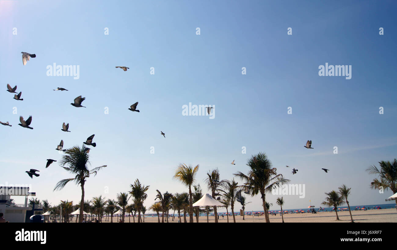 Trees on the beach Stock Photo - Alamy