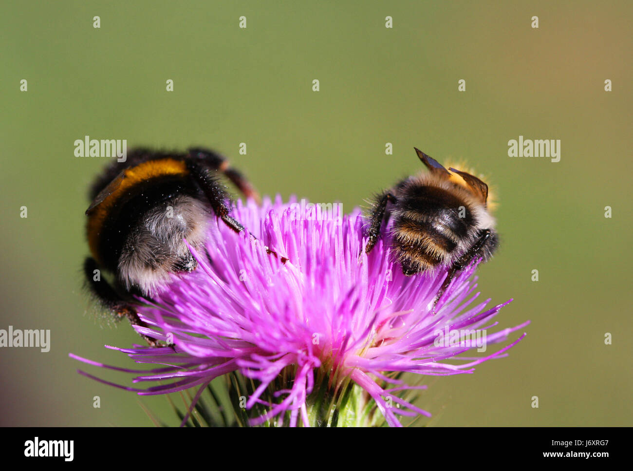 insect flower plant insects bumblebee bees bumblebees rear part bee ...