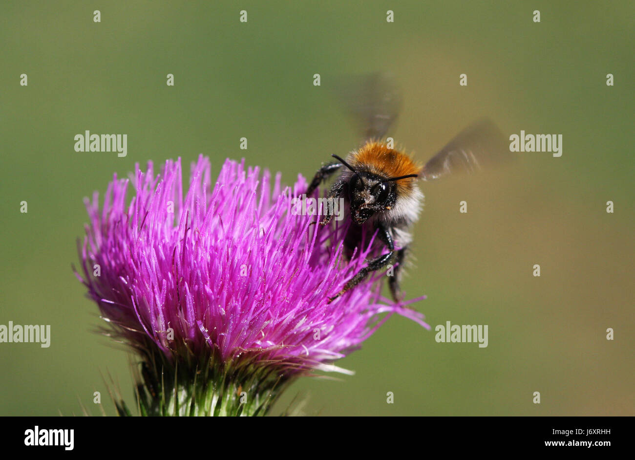 flies insect flower plant insects bloom blossom flourish flourishing ...