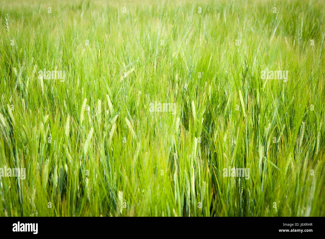Centre Page Model High Resolution Stock Photography and Images - Alamy