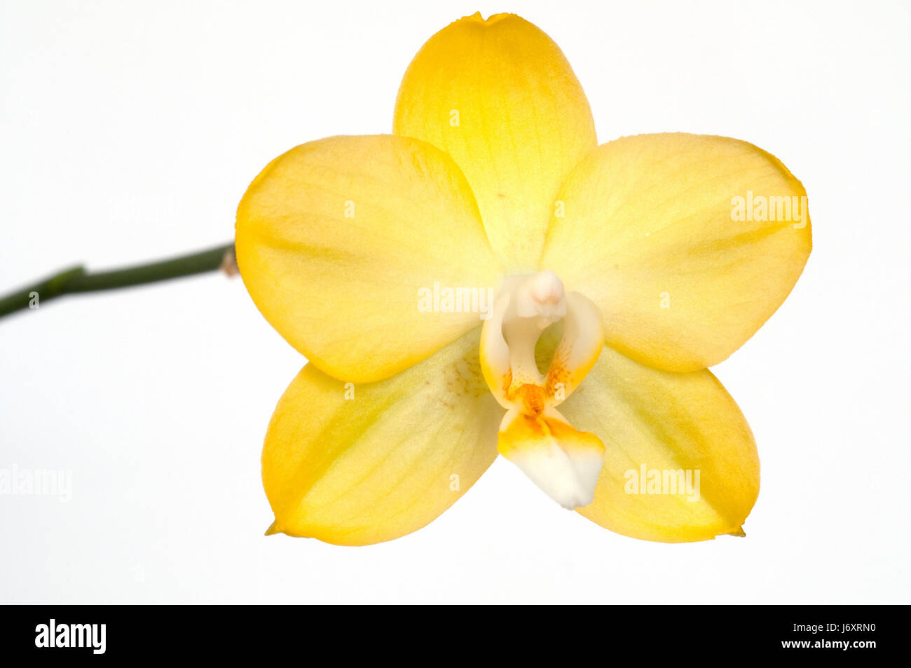 flower plant bloom blossom flourish flourishing flourishingly orchid ...