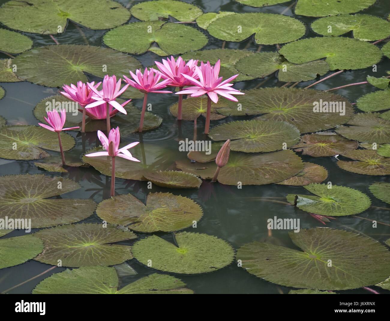 asia lily viet nam vietnam lotus aquatic plant lotus flower beautiful ...