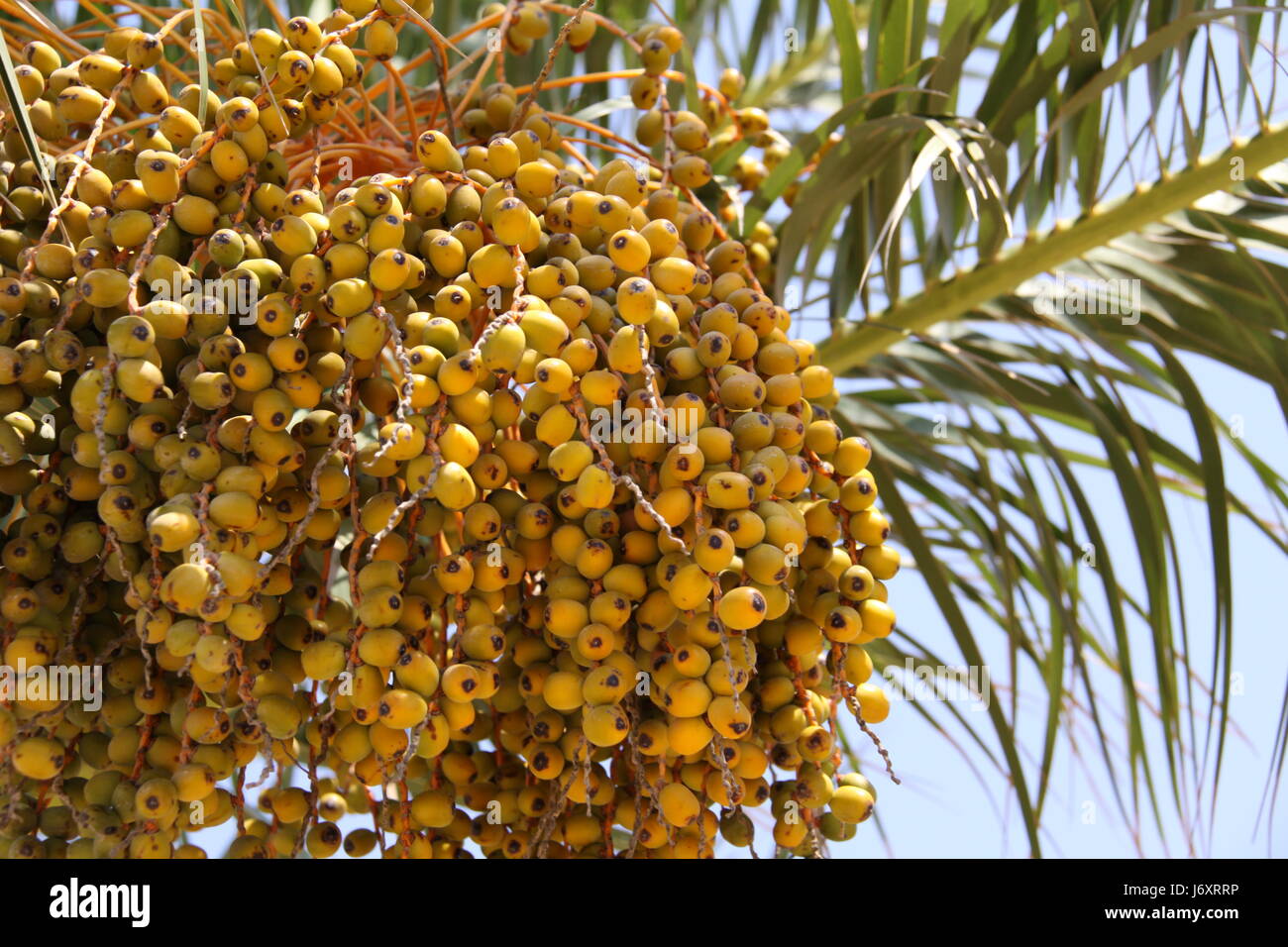 Cactus Plant Malta High Resolution Stock Photography and Images - Alamy