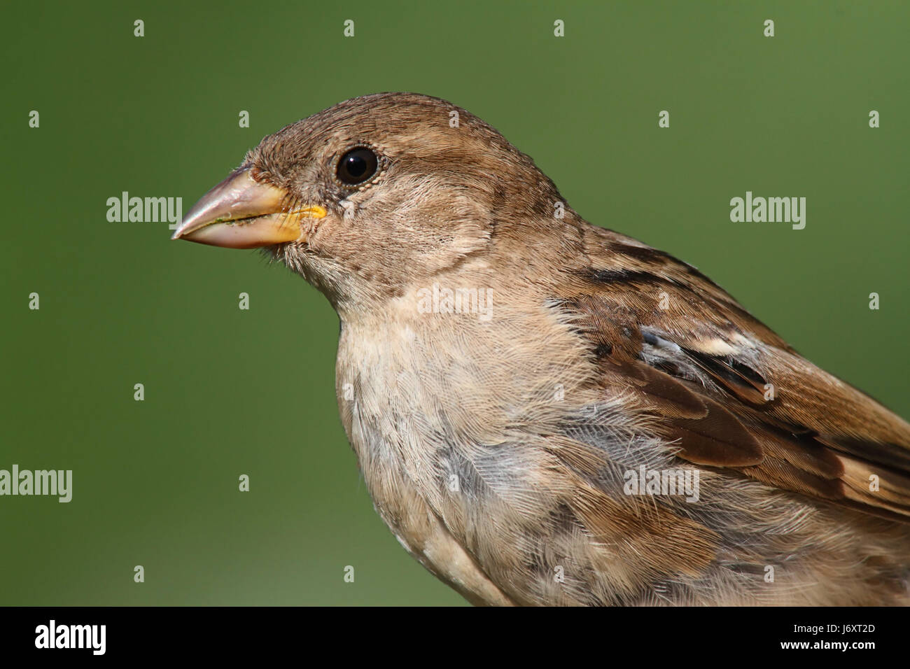 wild birds feathers sparrow wildlife nature animal bird fauna wild ...