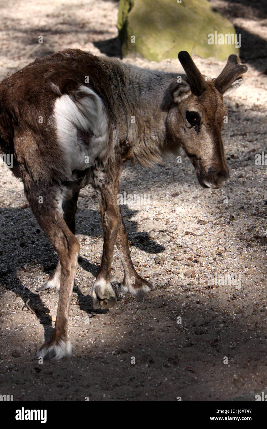 arctic reindeer hart stag animal mammal arctic north farm animal tundra ...