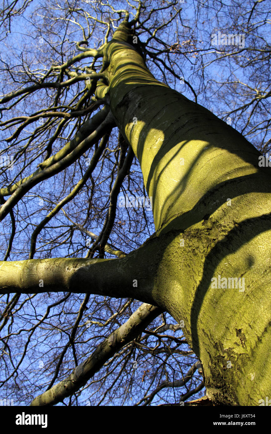 Large copper beech trees hi-res stock photography and images - Alamy