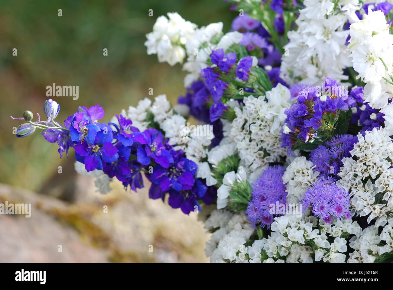 beach lilac (limonium vulgare Stock Photo - Alamy