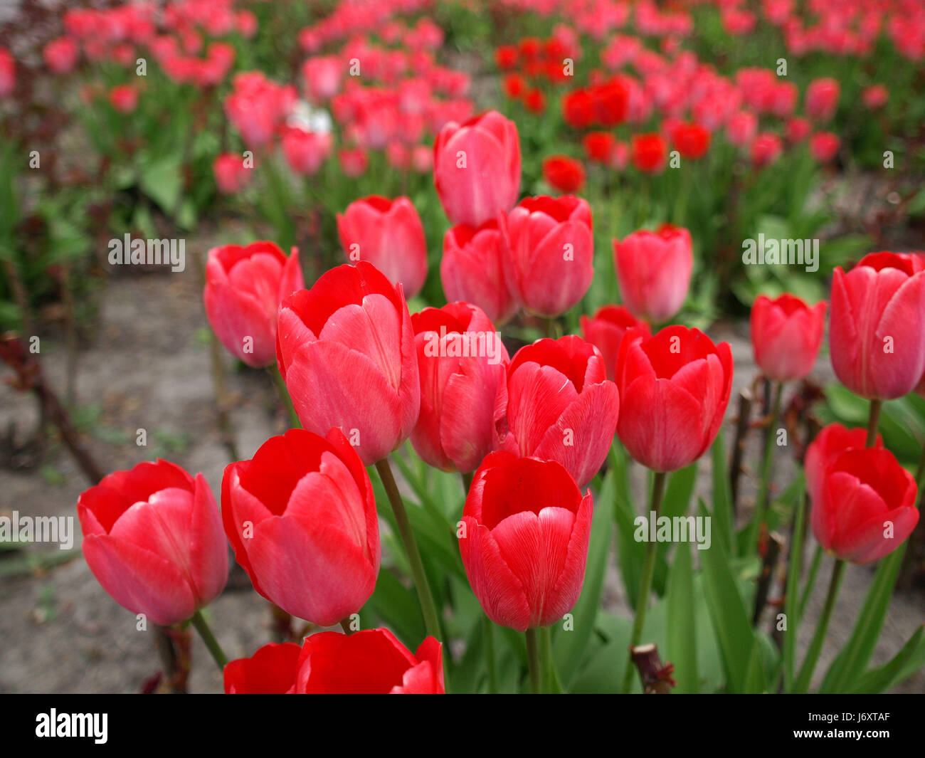 flower plant tulips leaf art model design project concept plan draft ...