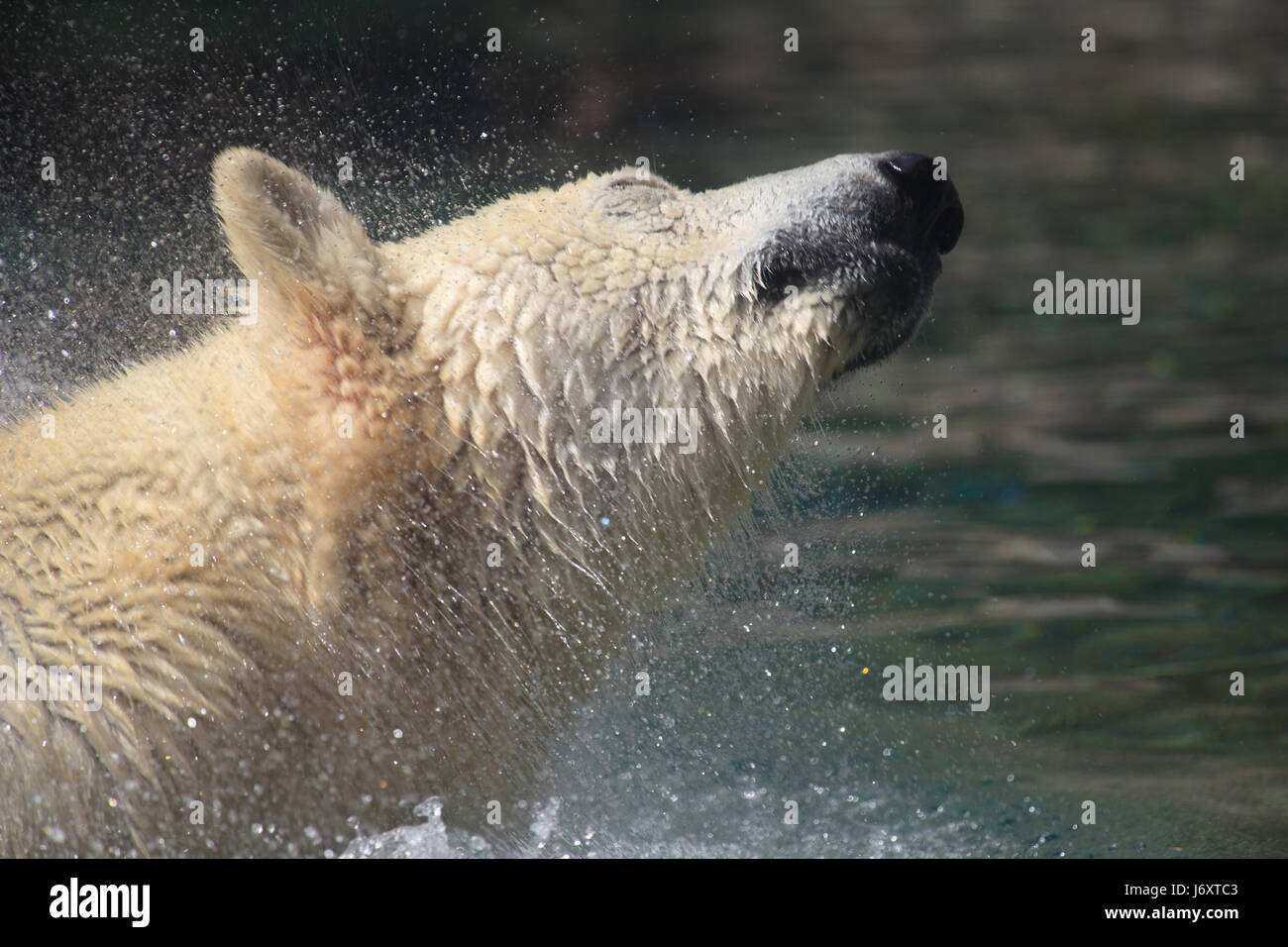 motion postponement moving movement bear polar bear blank european ...