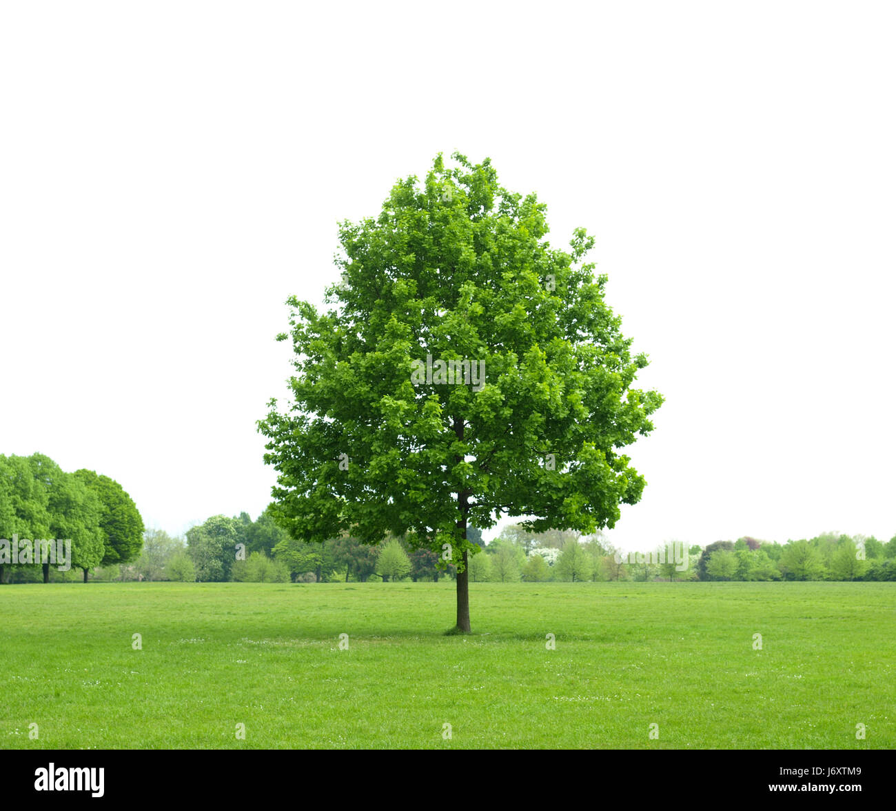 tree park london england urban landscape scenery countryside nature ...