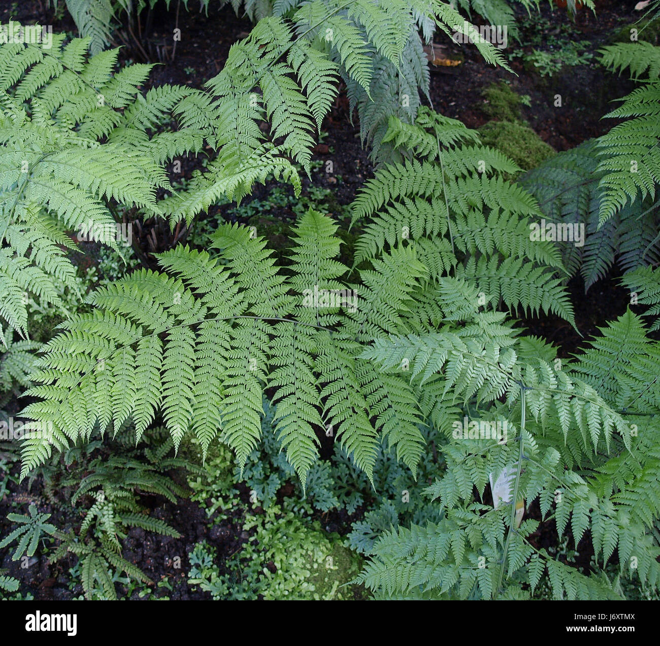 leaves fern backdrop background foliage leaf tree flower plant ground ...
