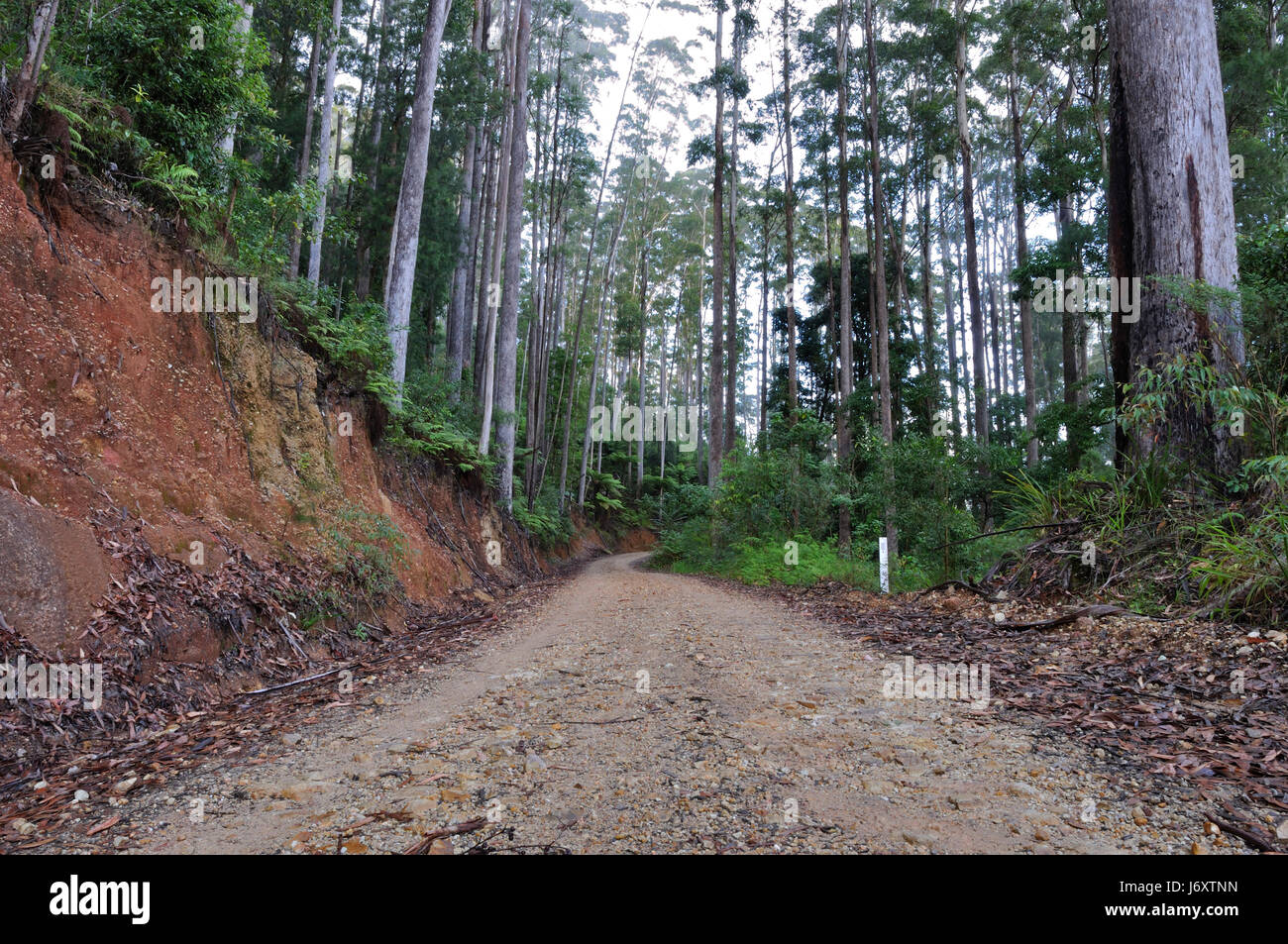 travel route trip road path way street journey forest track shine ...