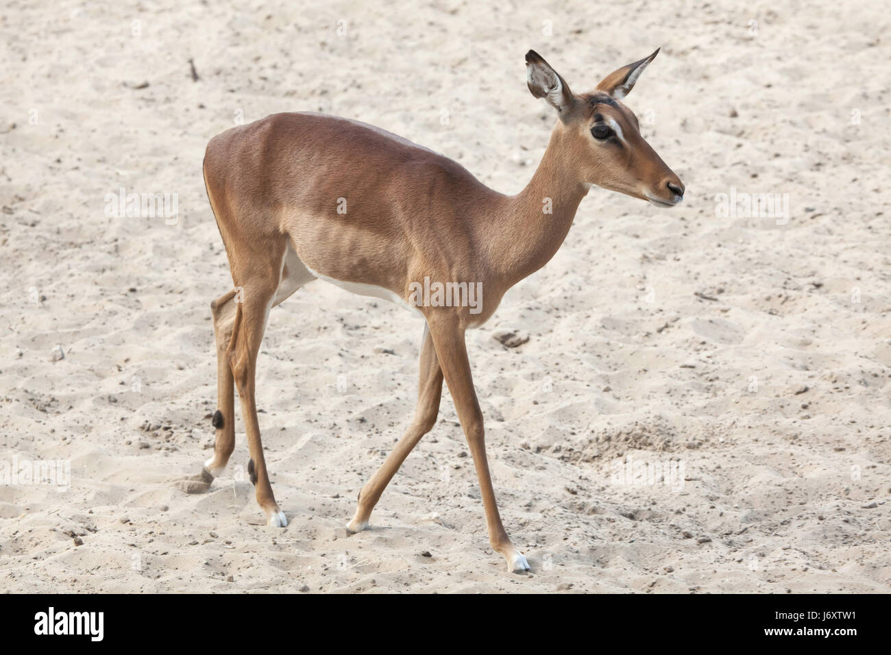 Impala aepyceros melampus zoo hi-res stock photography and images - Alamy