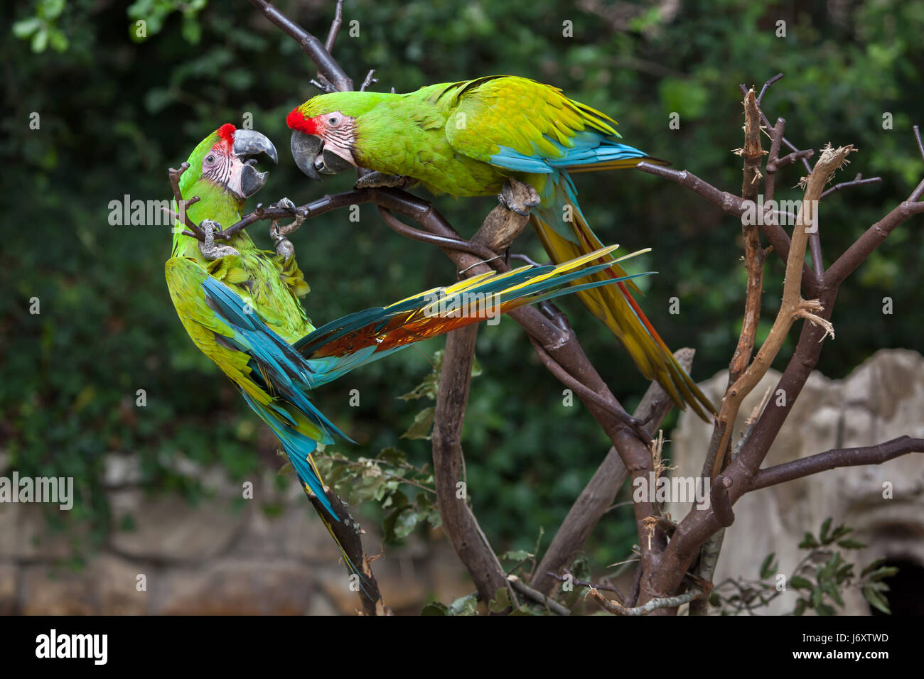 Great green macaw (Ara ambiguus), also known as the great military ...