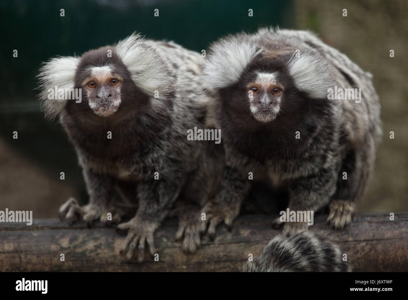 Common marmoset callithrix jacchus south hi-res stock photography and ...