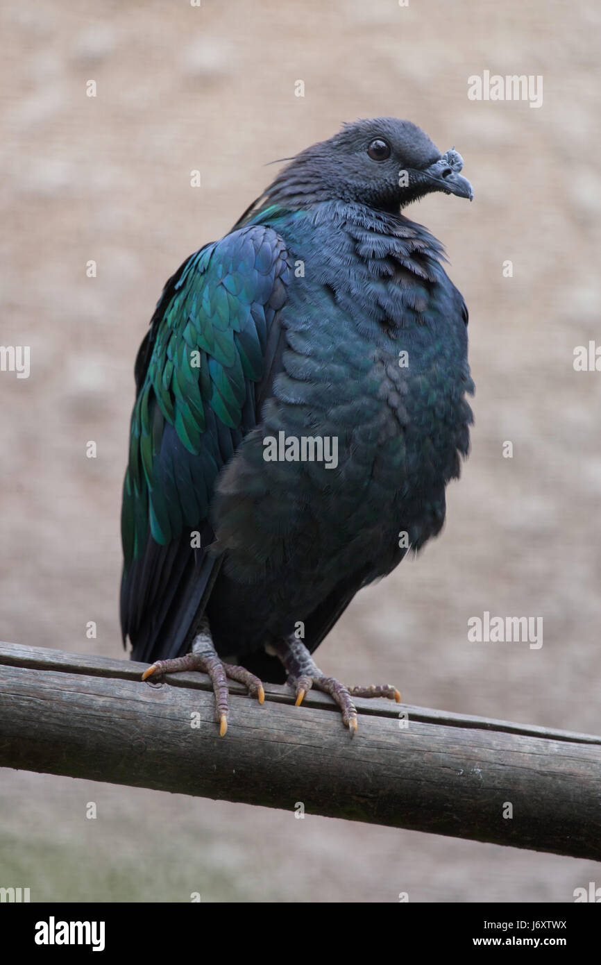 Nicobar pigeon (Caloenas nicobarica). Wildlife animal Stock Photo - Alamy