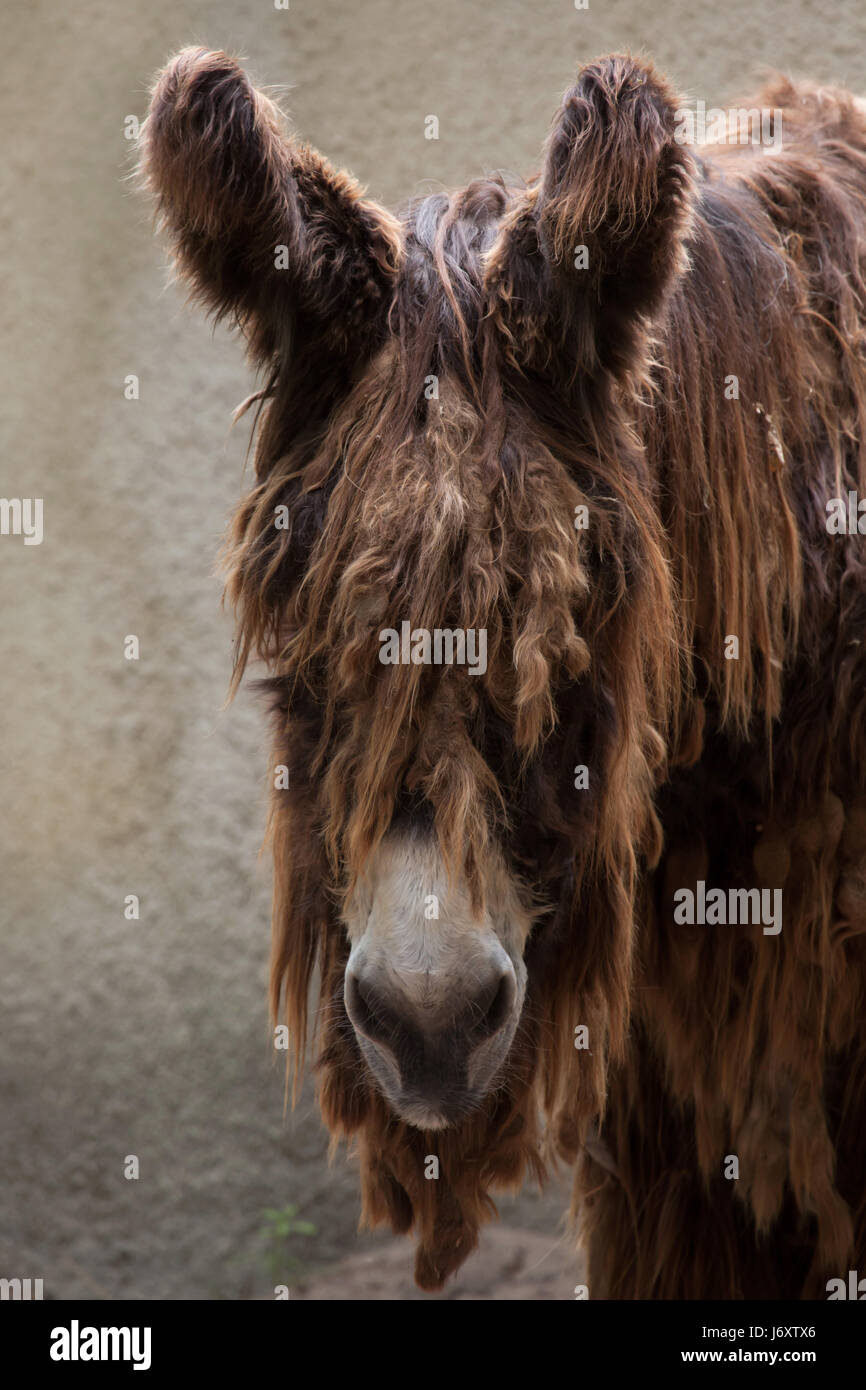 Poitou donkey (Equus asinus), also known as the Poitevin donkey Stock ...